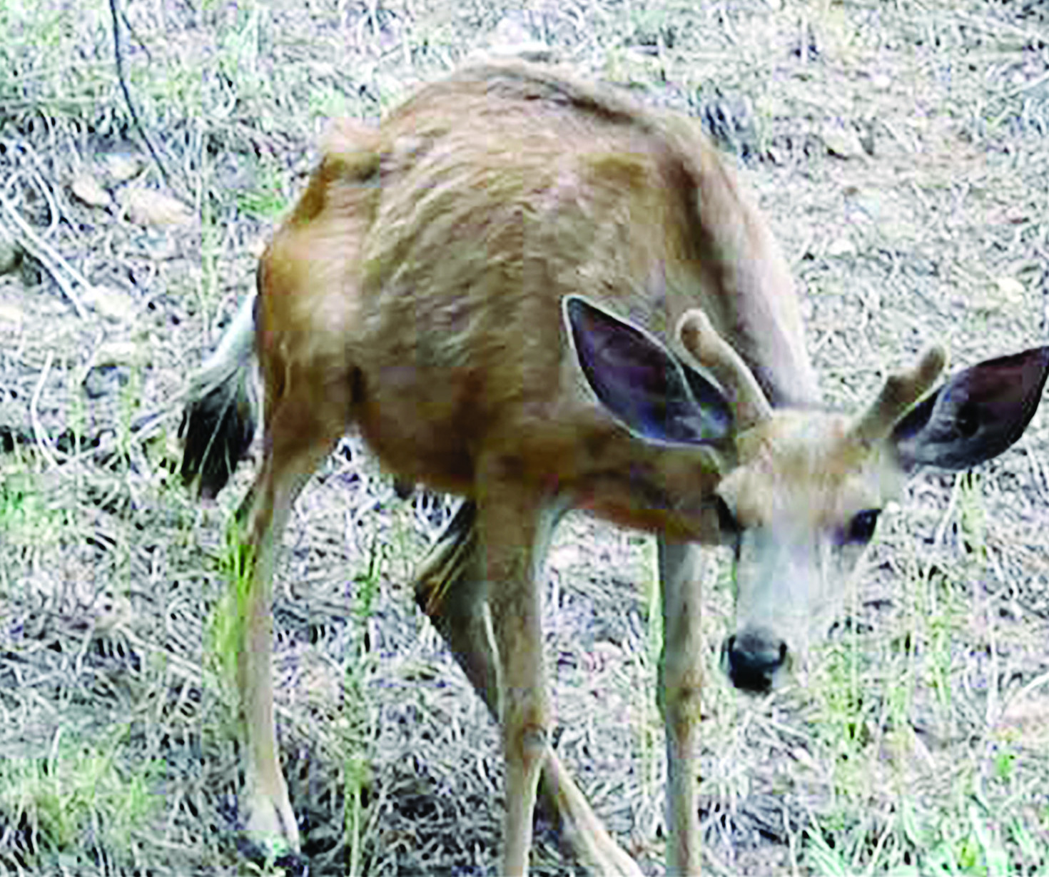 Deer Infected With Chronic Wasting Disease Found In Texas County Deer Infected With Chronic Wasting Disease Found In Texas County